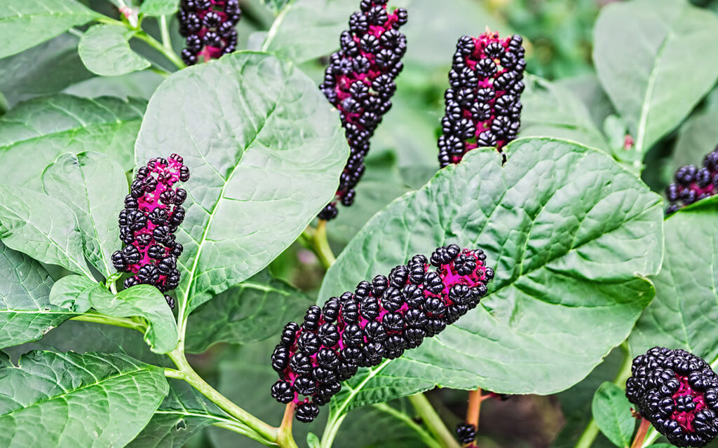 Poke Root - Sunflower Meadows Herb Farm